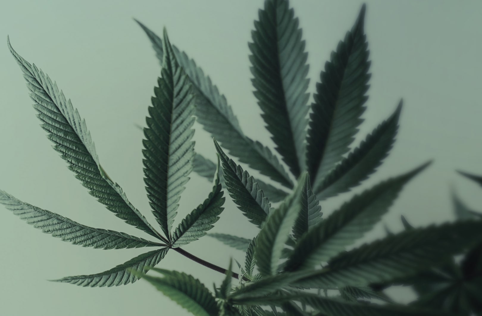 Salewa - ALPINE HEMP - RESILIENT BY NATURE